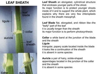 Advances in Rice and Onion | PPTX