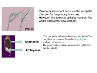Advances in Rice and Onion | PPTX