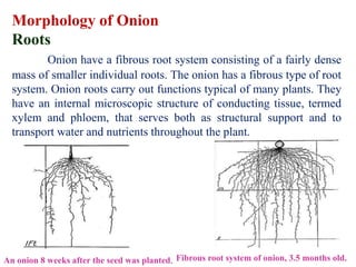 Advances in Rice and Onion | PPTX