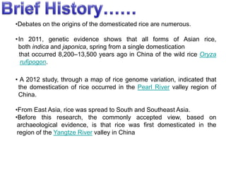 Advances in Rice and Onion | PPTX