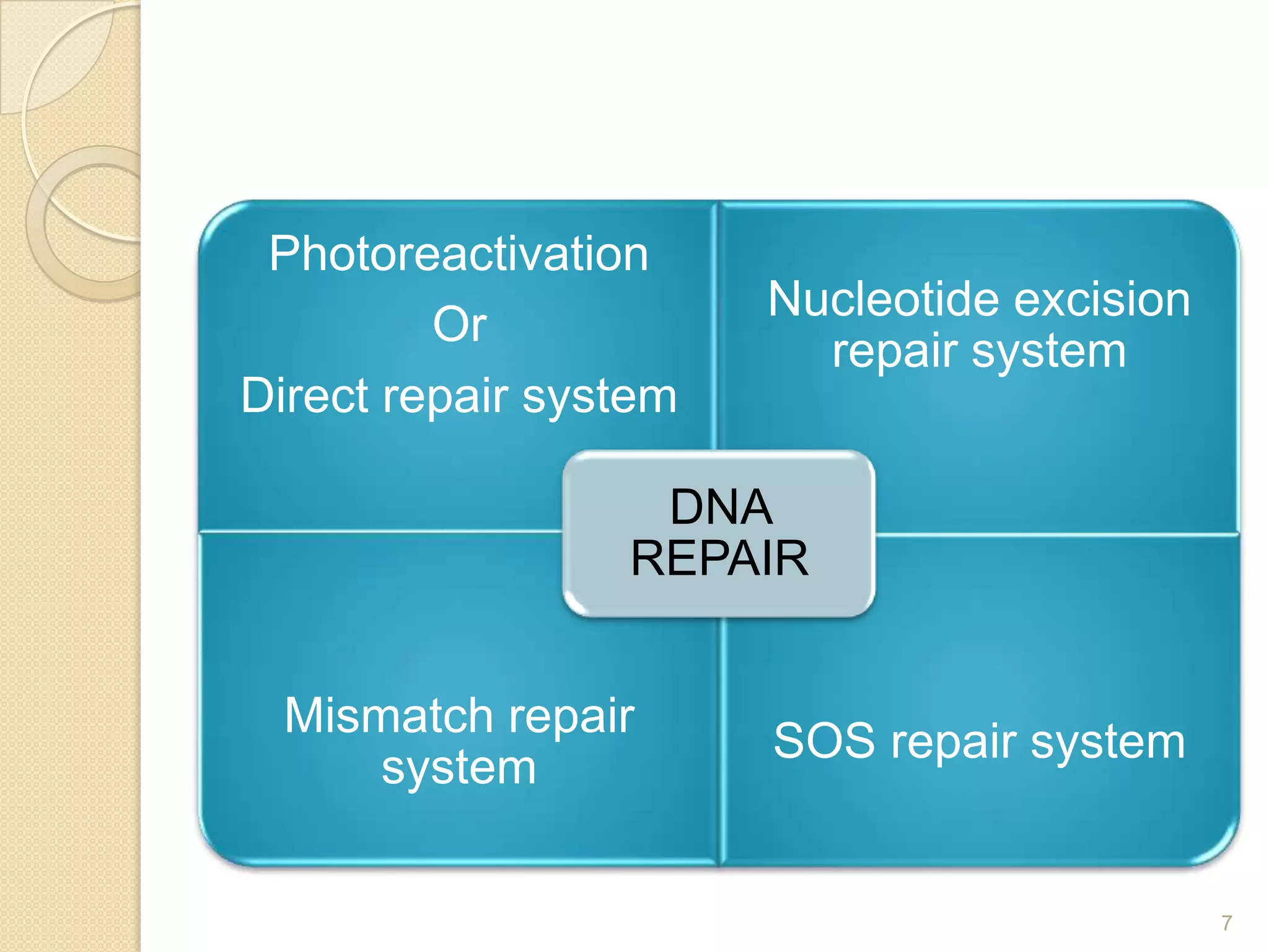 Gene stability and DNA repair | PPTX