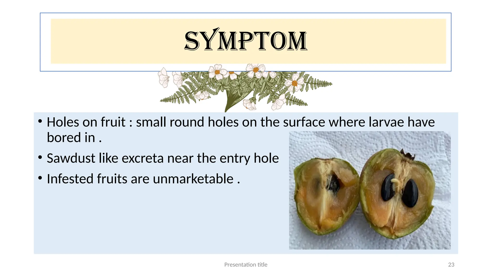 MINAL KATOCH ( BS23BAG027).ENTO (2) (1).pptx
