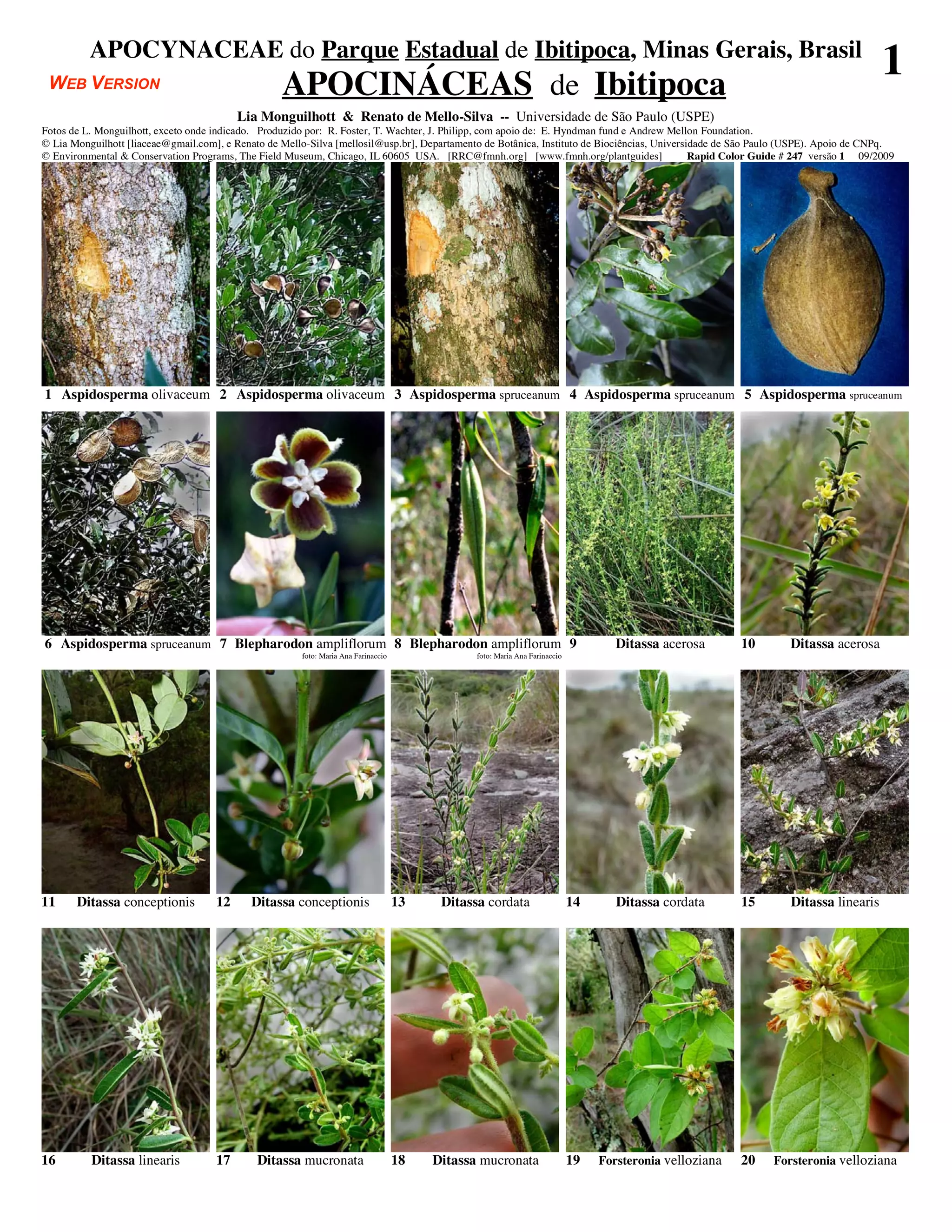 Minas gerais - ibitipoca apocynaceae | PDF