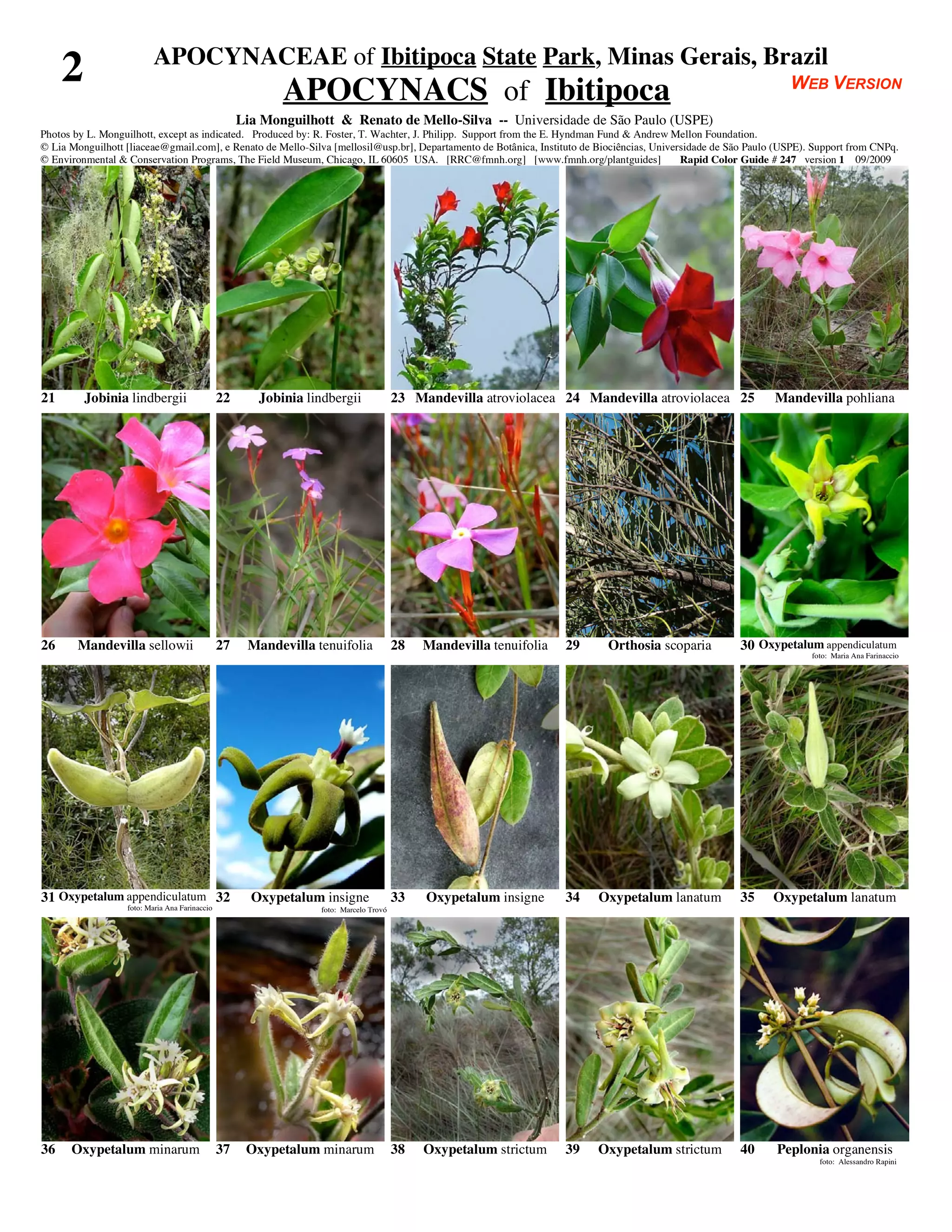 Minas gerais - ibitipoca apocynaceae | PDF