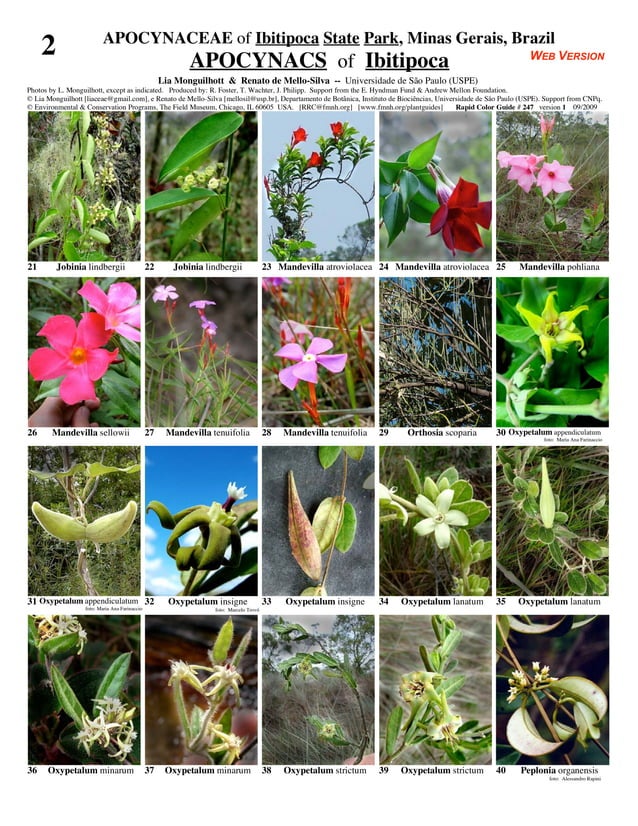 Minas gerais - ibitipoca apocynaceae | PDF