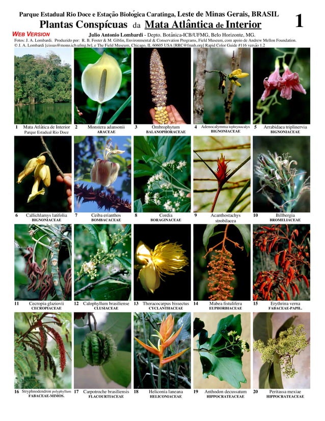 Minas gerais - mata atlantica [atlantic forest] conspicuous plants ...