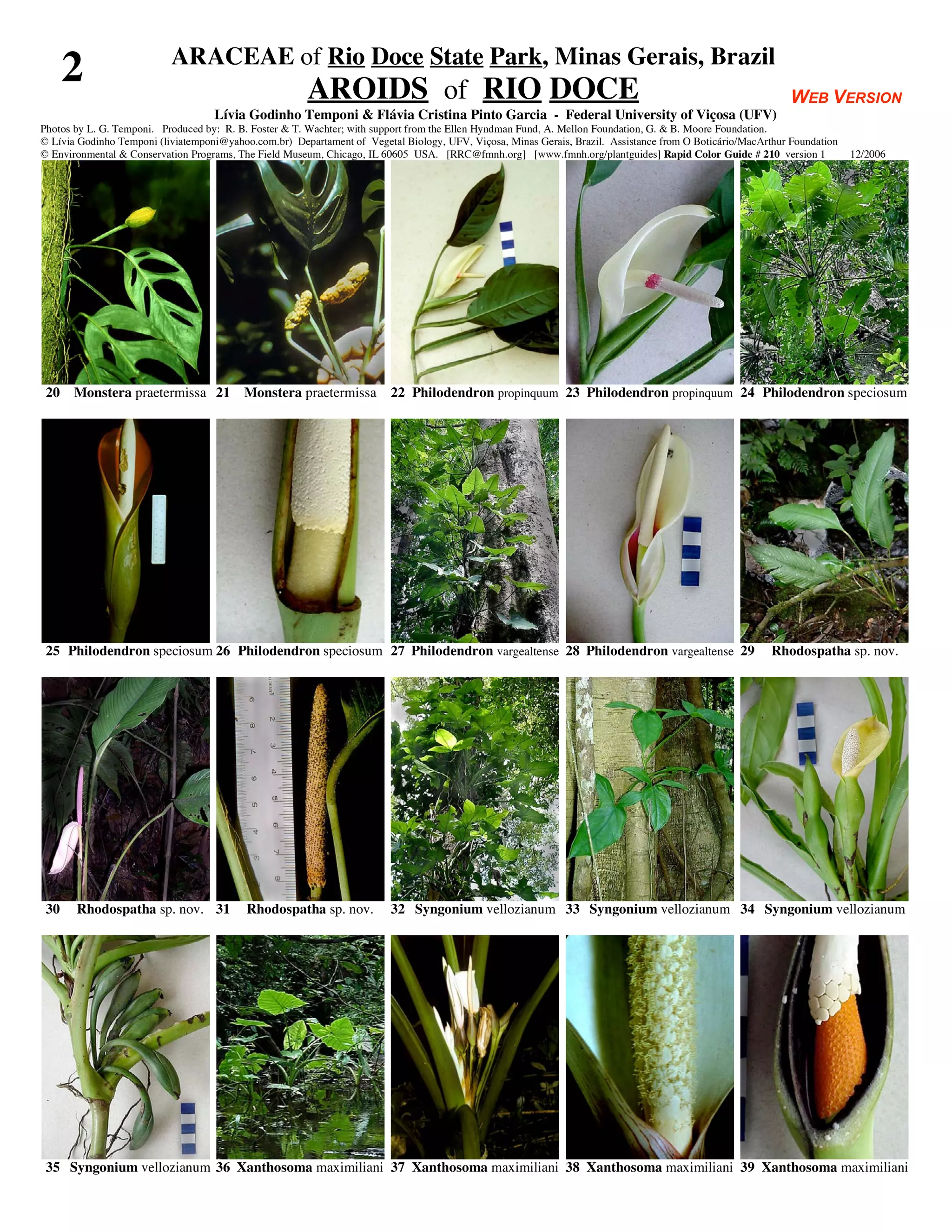 Minas gerais - rio doce araceae | PDF