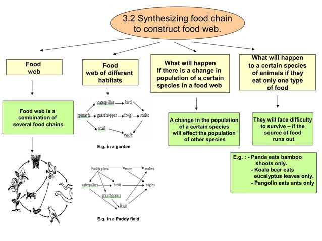 Mind map-for-science-year-5 | PPT