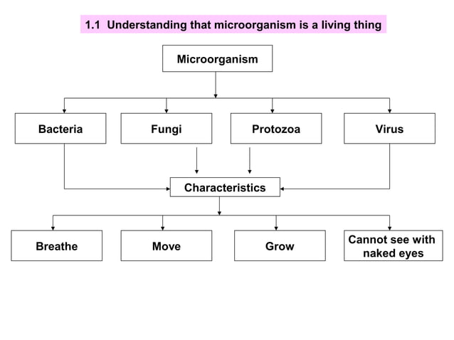 Mind map-for-science-year-5 | PPT