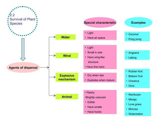 Mind map-for-science-year-5 | PPT