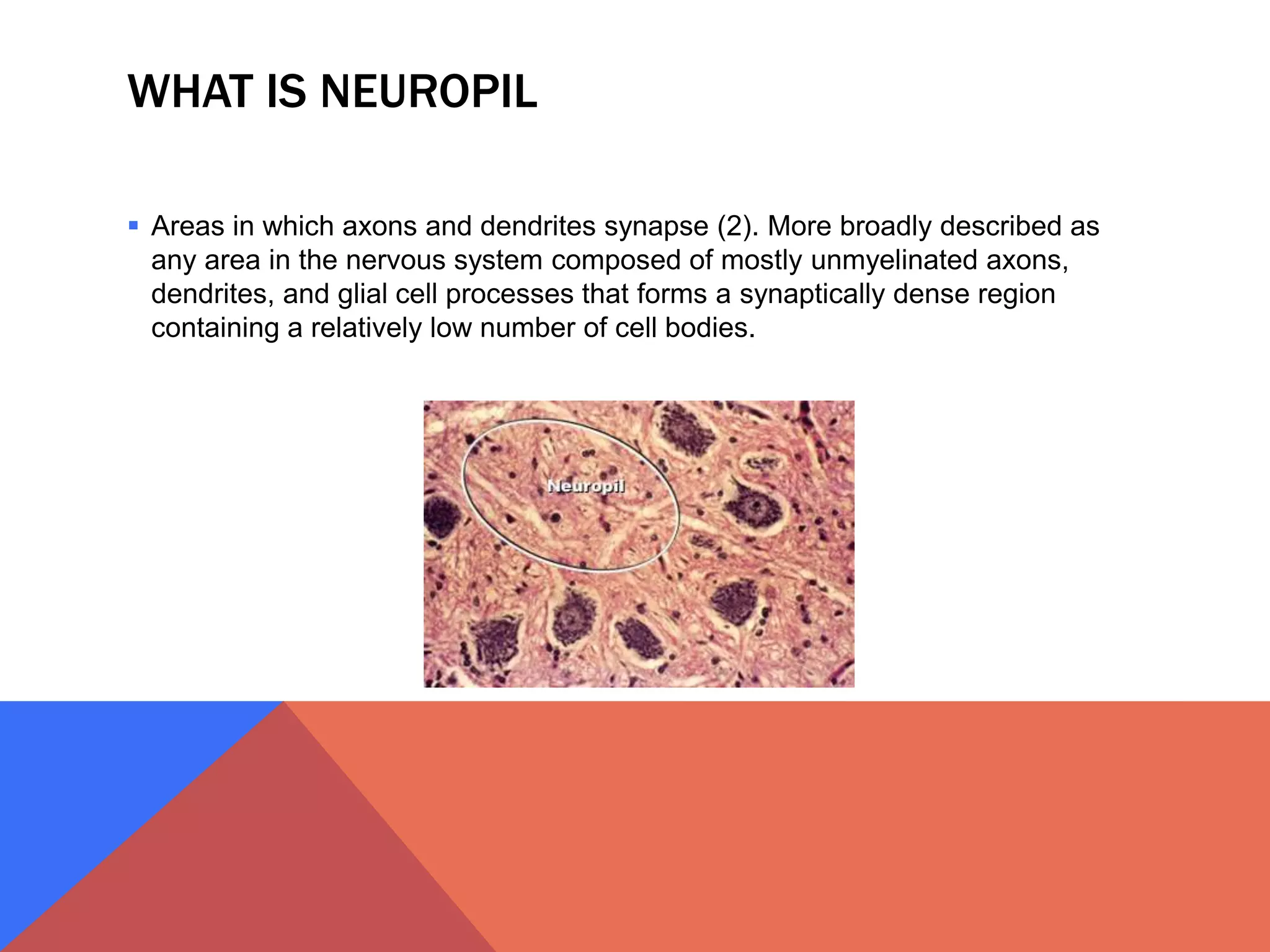 Mind Brain and Behavior | PPTX | Brain and Nervous System Disorders ...