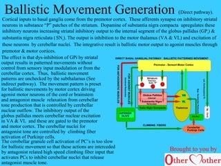 Mind from brain | PPT