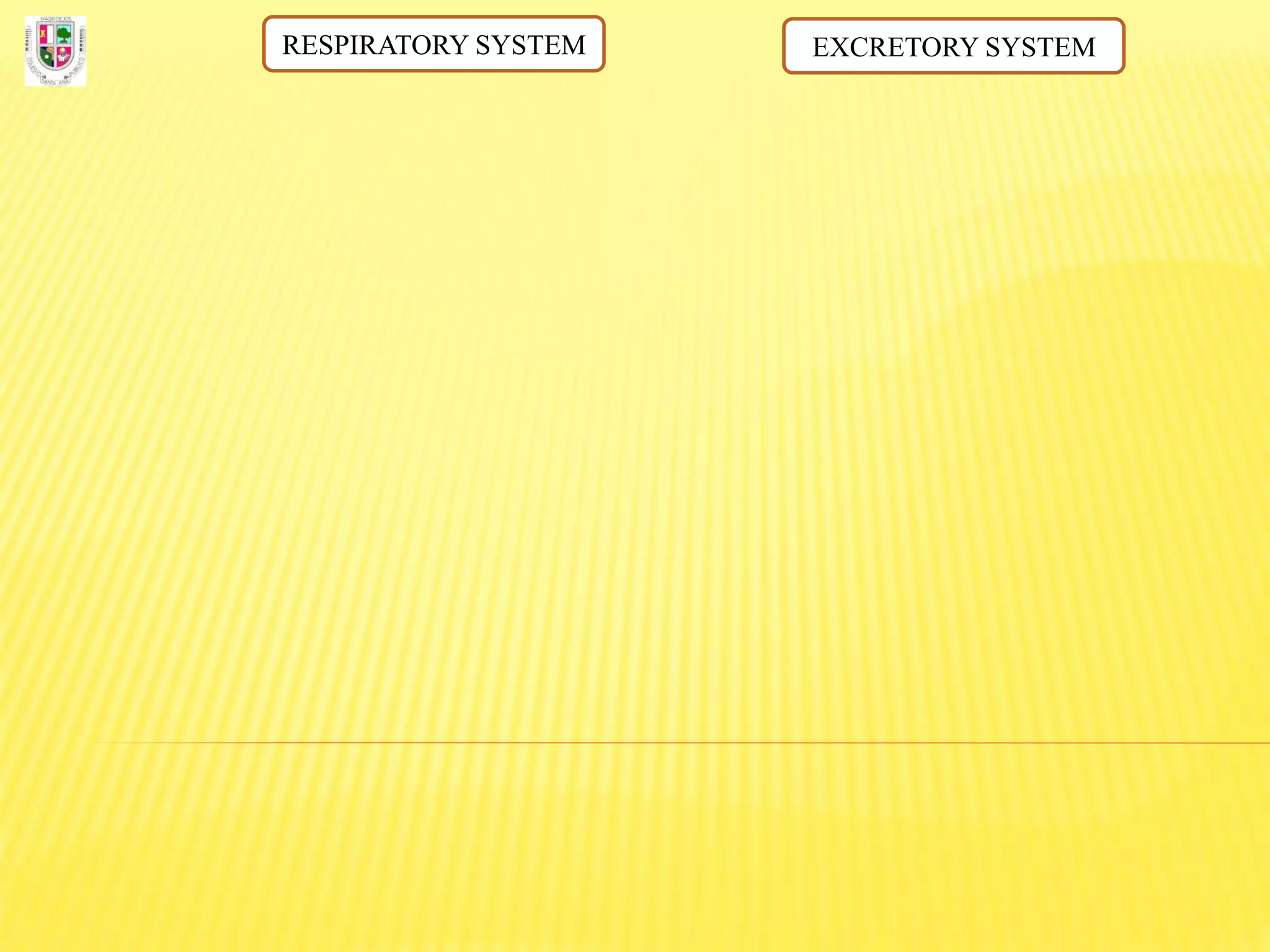 Mindmap. RESPIRATORY & EXCRETORY SYSTEM | PDF
