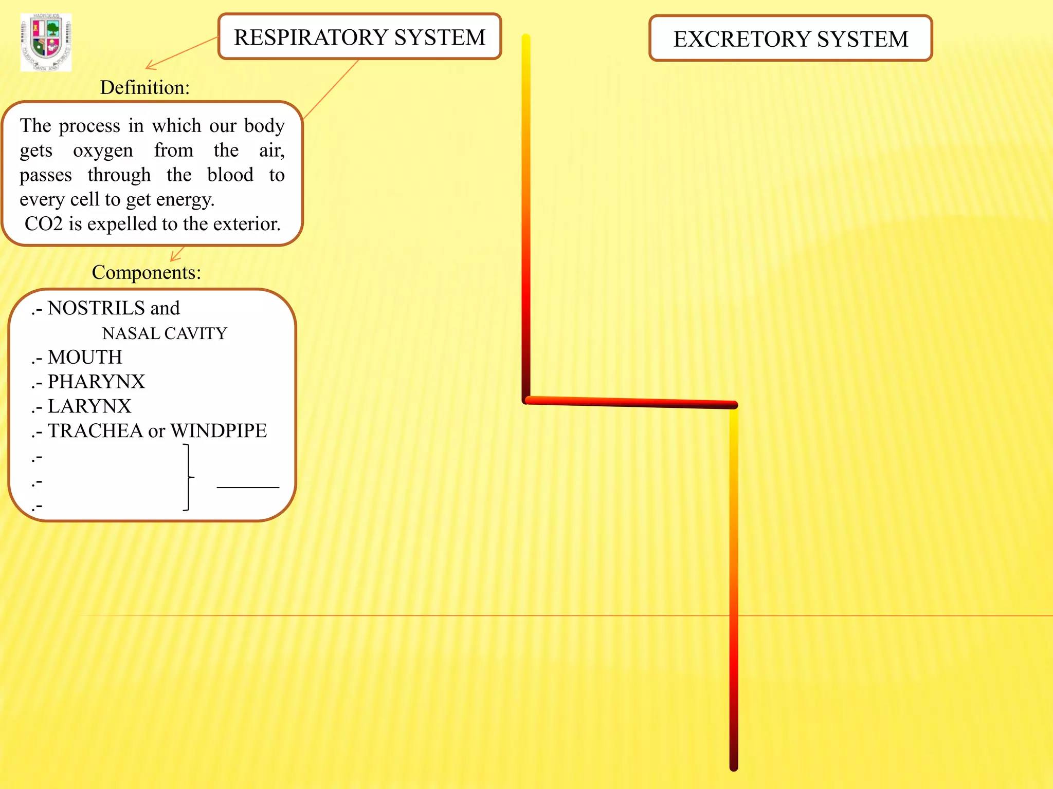 Mindmap. RESPIRATORY & EXCRETORY SYSTEM | PPT