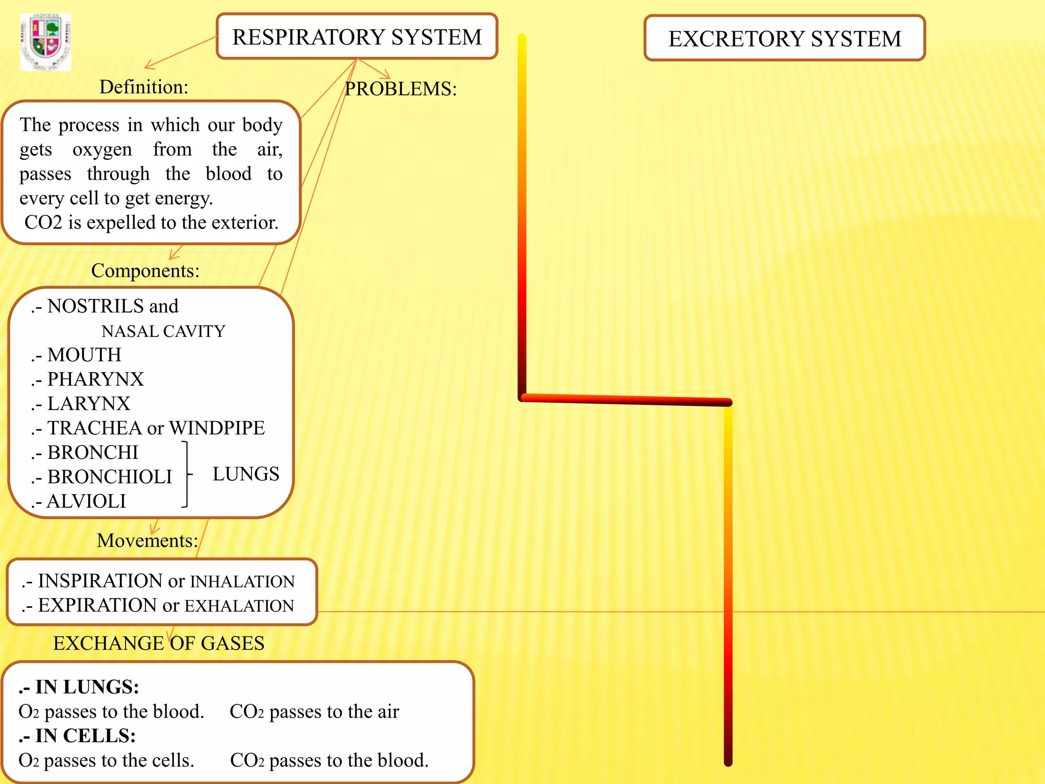 Mindmap. RESPIRATORY & EXCRETORY SYSTEM | PDF