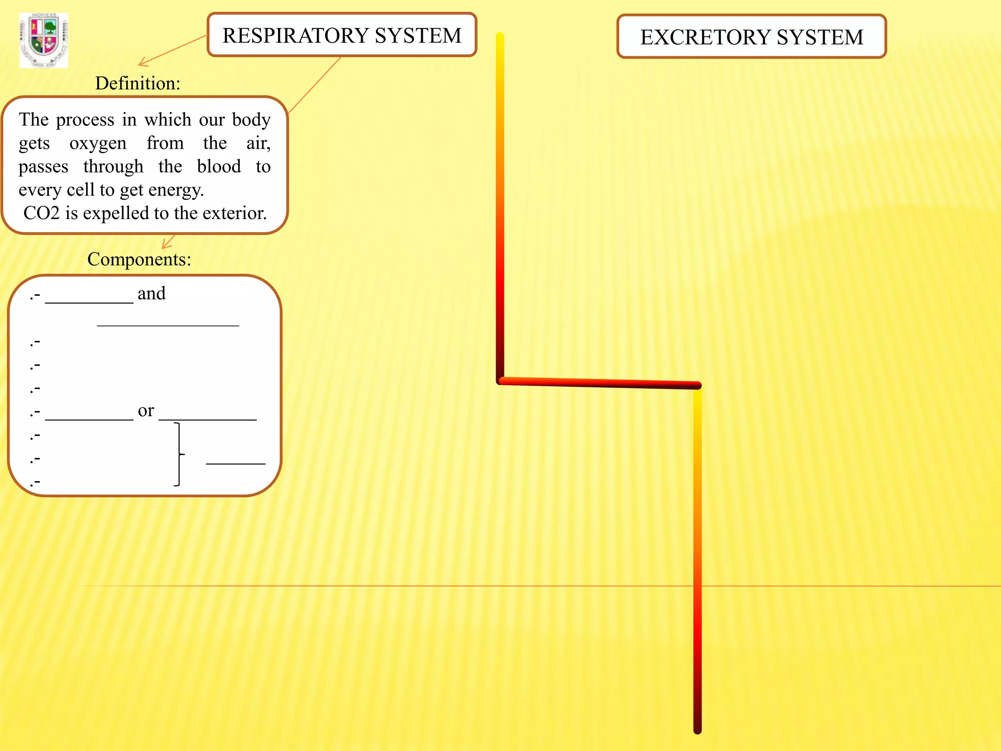 Mindmap. RESPIRATORY & EXCRETORY SYSTEM | PPT