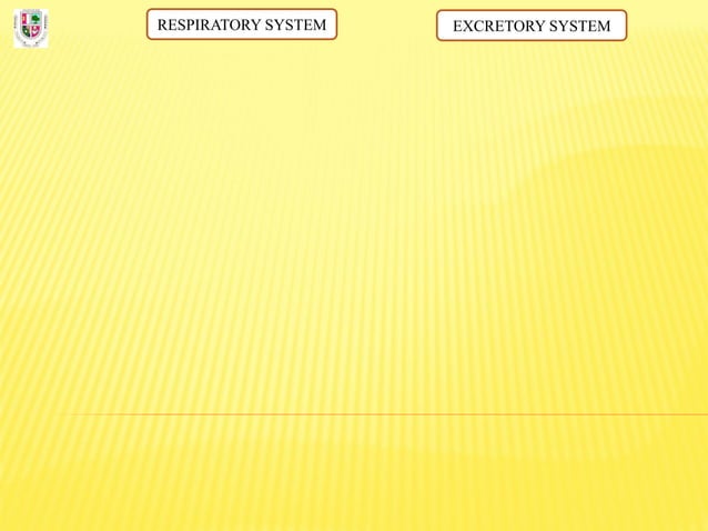 Mindmap. RESPIRATORY & EXCRETORY SYSTEM | PDF