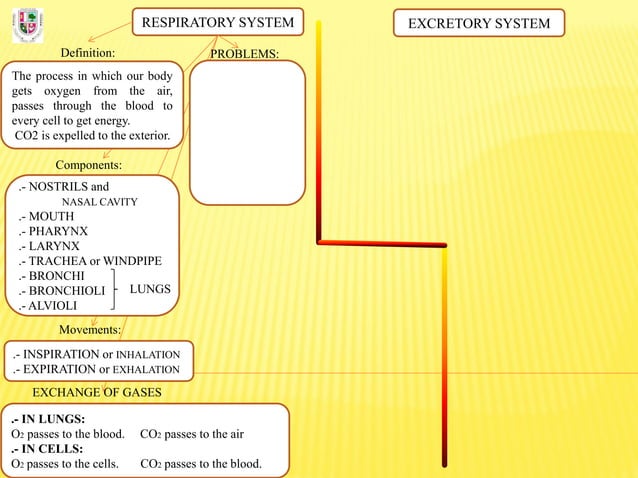 Mindmap. RESPIRATORY & EXCRETORY SYSTEM | PDF