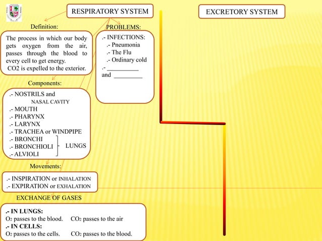 Mindmap. RESPIRATORY & EXCRETORY SYSTEM | PDF