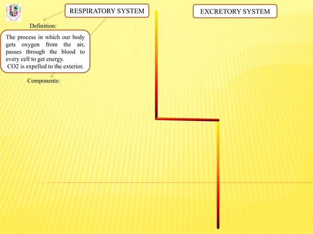 Mindmap. RESPIRATORY & EXCRETORY SYSTEM | PDF