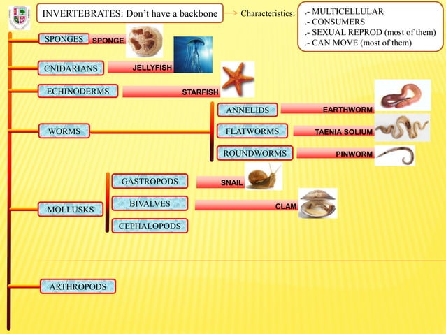 Mind map. invertebrates. | PDF | Pets