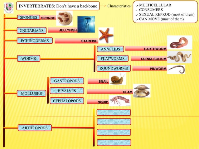 Mind map. invertebrates. | PDF | Pets