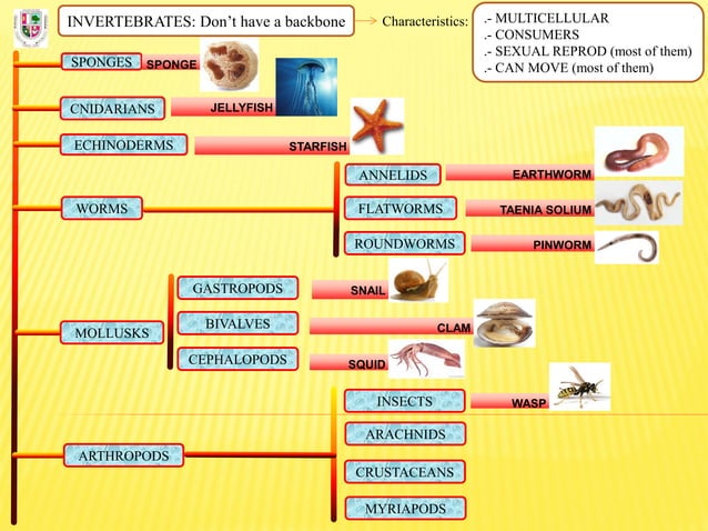 Mind map. invertebrates. | PDF | Pets