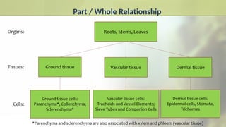 MIND MAPPING (1).pptx presentation for visual representation of ...