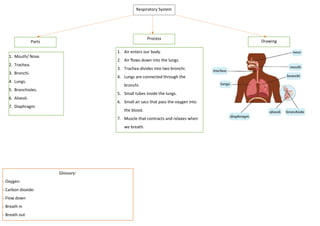Mind map Respiratory System klakdkjhjssd | PPT