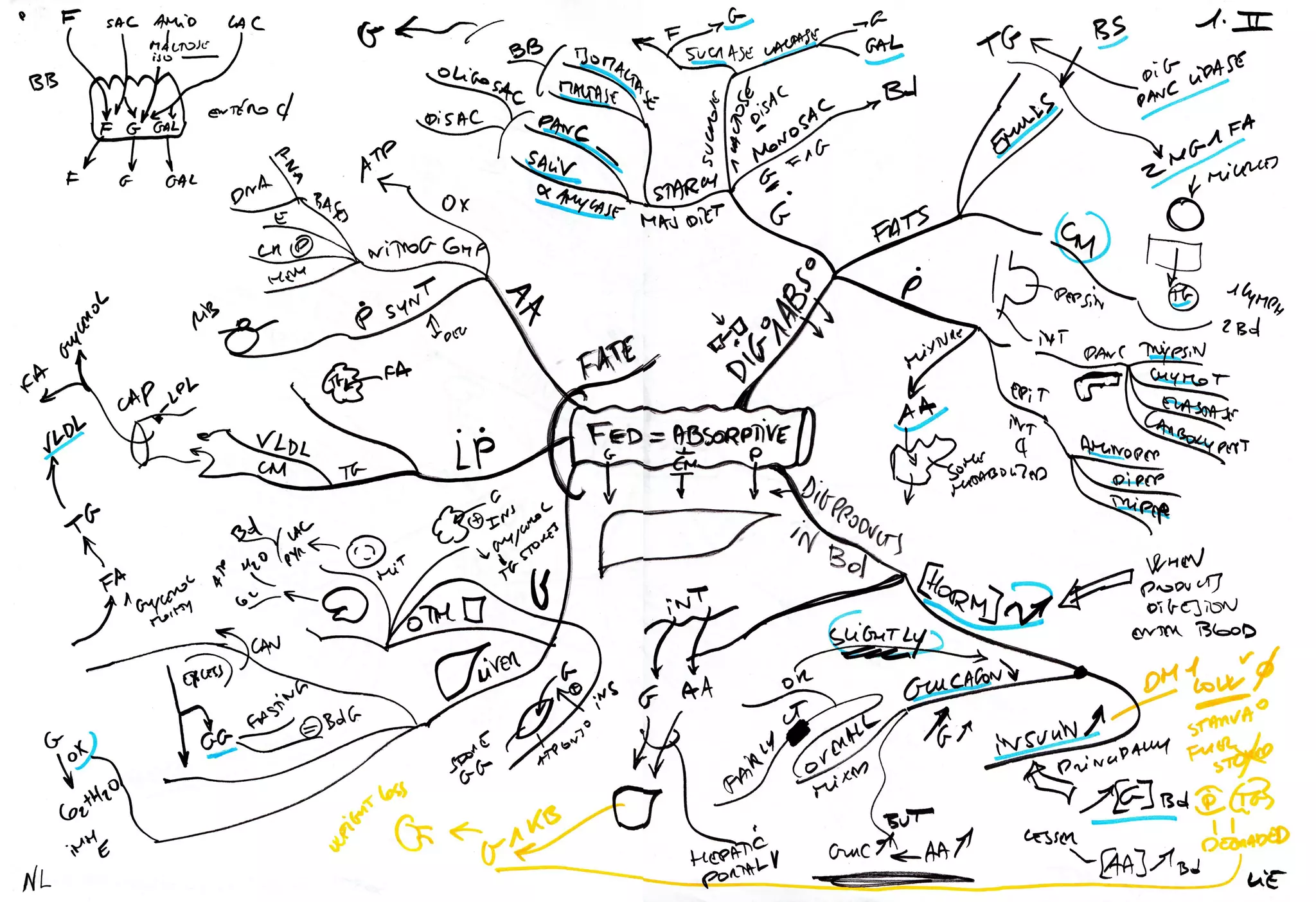 Mind maps biochemistry fuel metabolism and nutrition | PDF