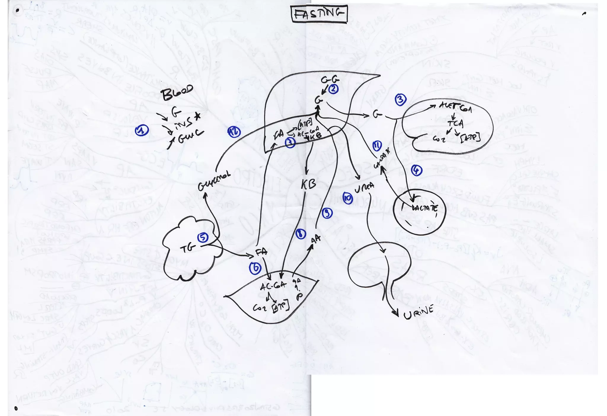 Mind maps biochemistry fuel metabolism and nutrition | PDF
