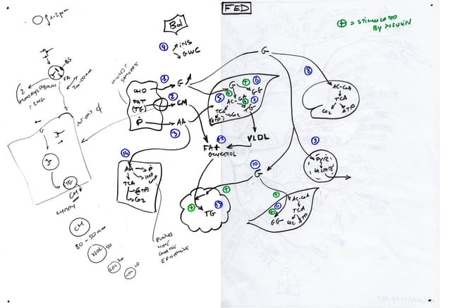 Mind maps biochemistry fuel metabolism and nutrition | PDF