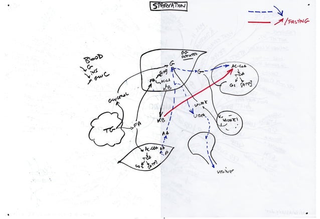 Mind maps biochemistry fuel metabolism and nutrition | PDF