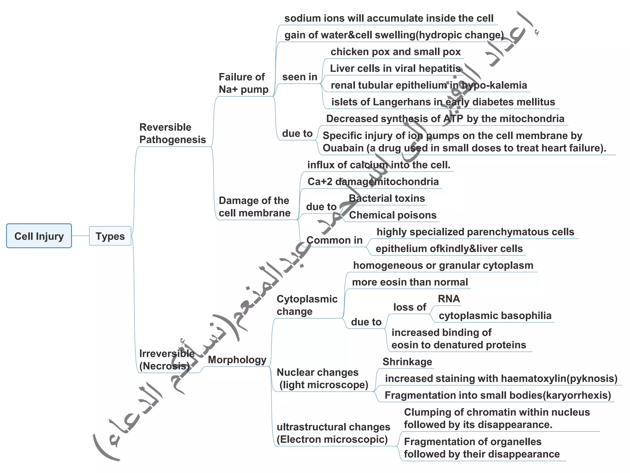 Pathophysiology Mindmap | PPT