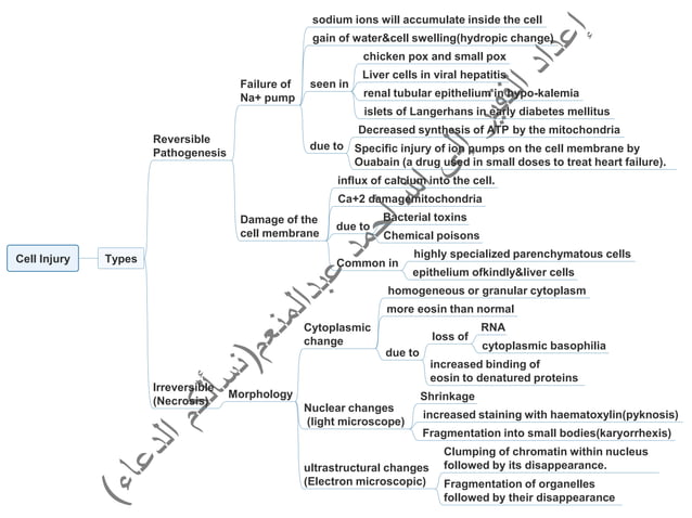Pathophysiology Mindmap | PPT