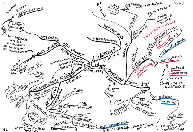 Mind maps pathology endocrine system | PDF