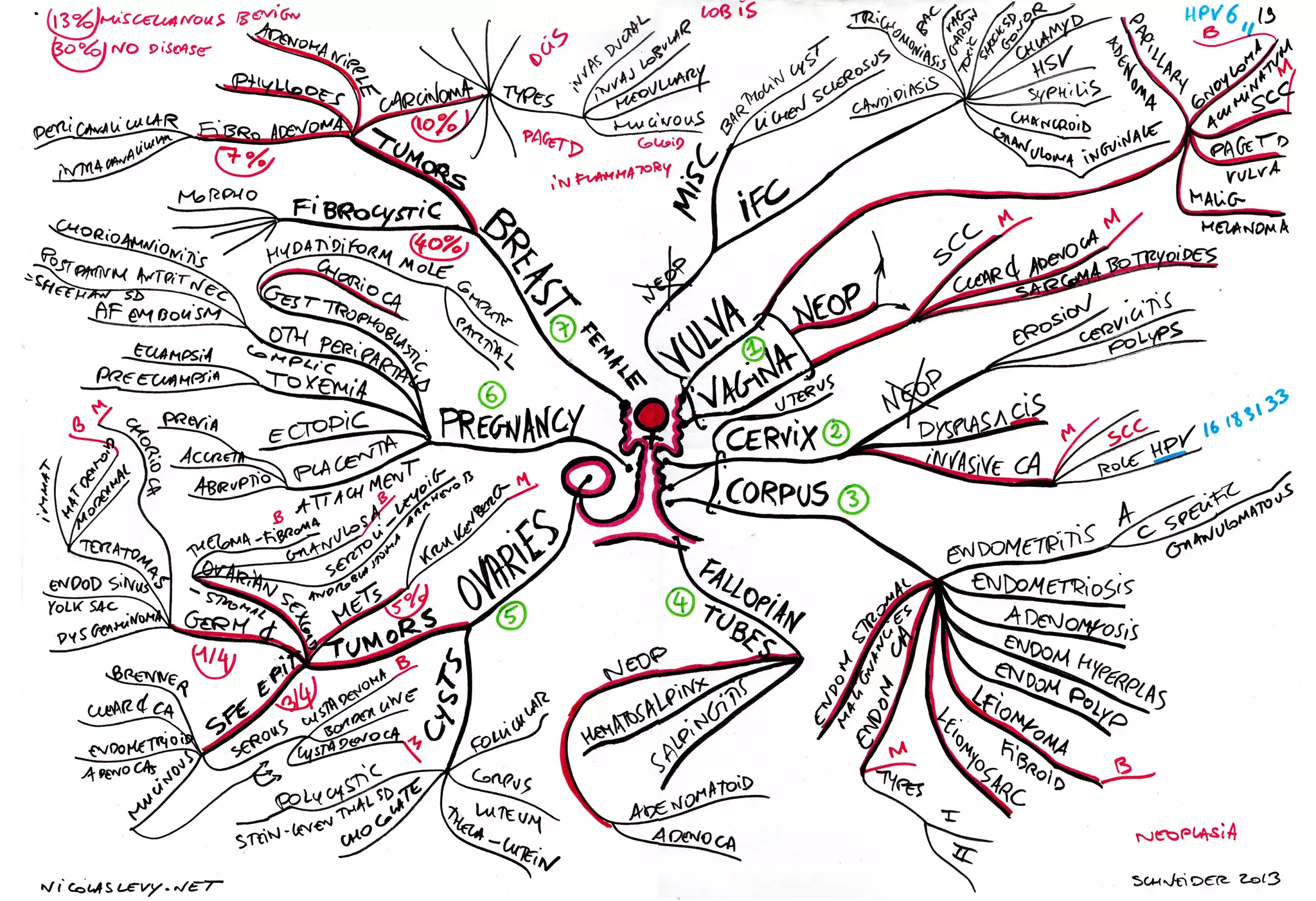 Mind maps pathology female reproductive system and breast | PPT