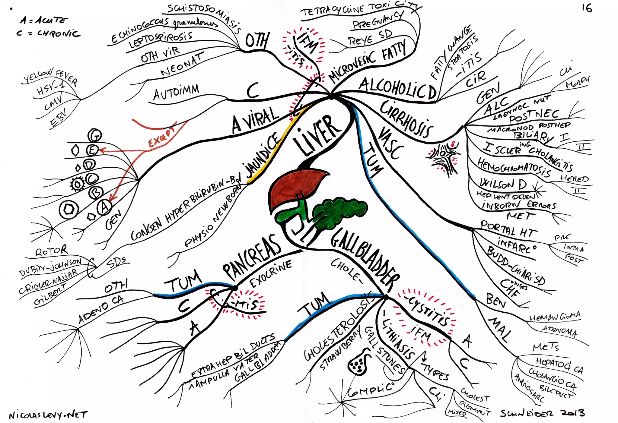 Mind maps pathology liver gallbladder exocrine pancreas | PDF
