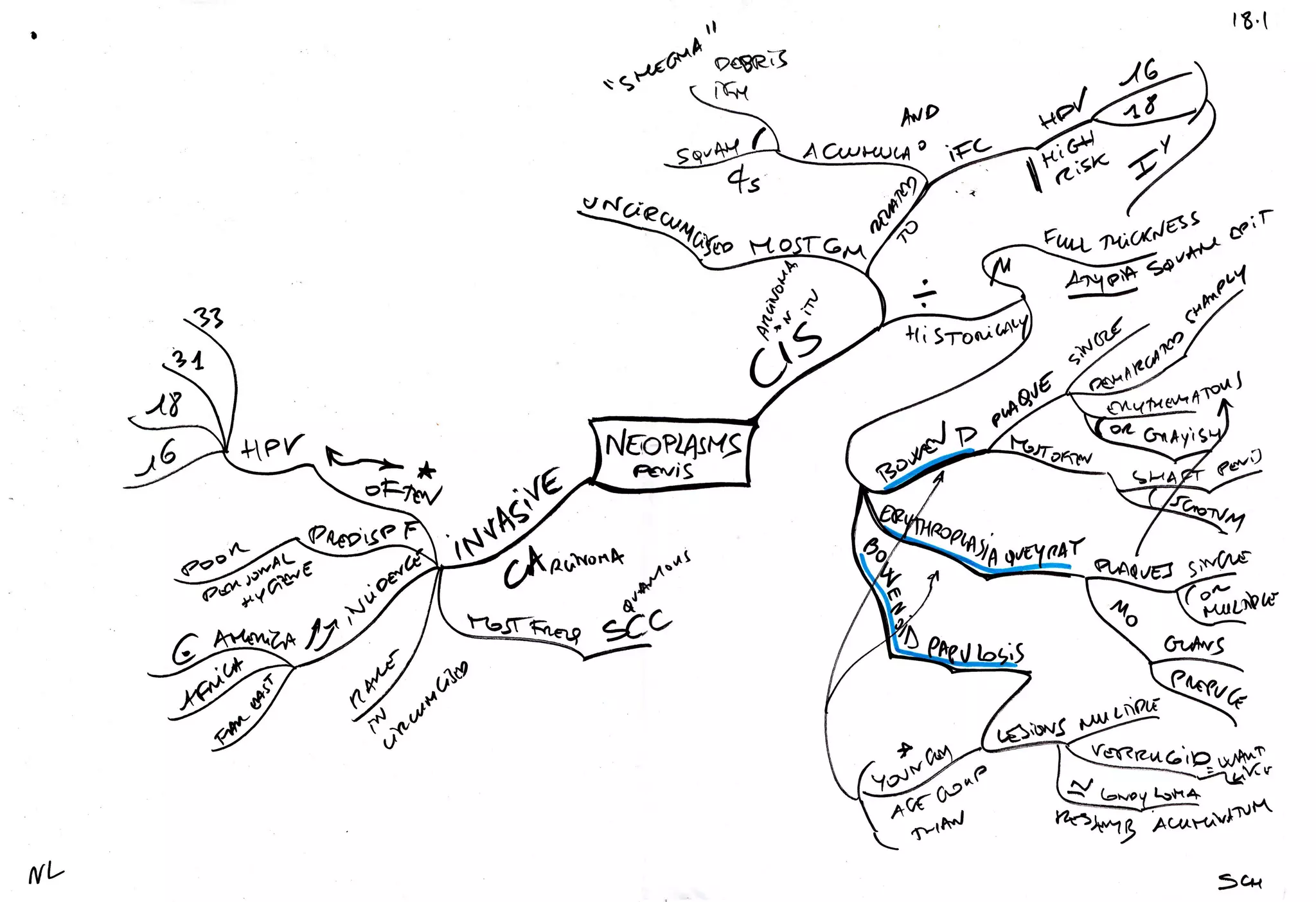 Mind maps pathology male reproductive system | PPT