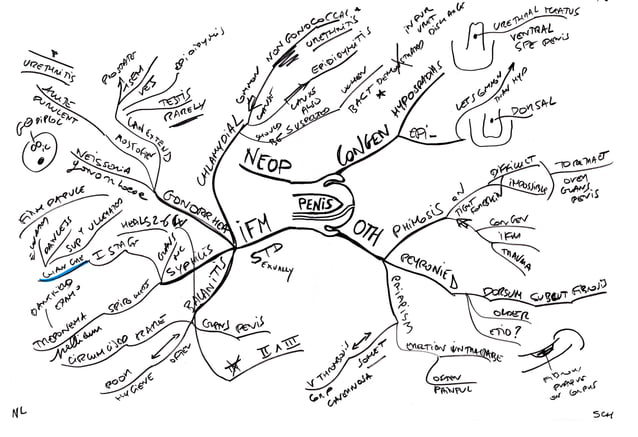 Mind maps pathology male reproductive system | PPT