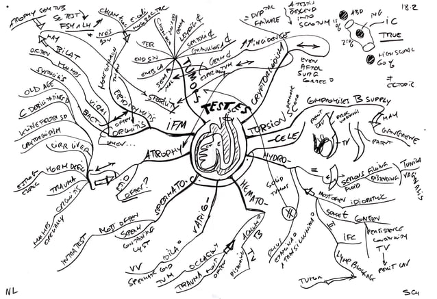 Mind maps pathology male reproductive system