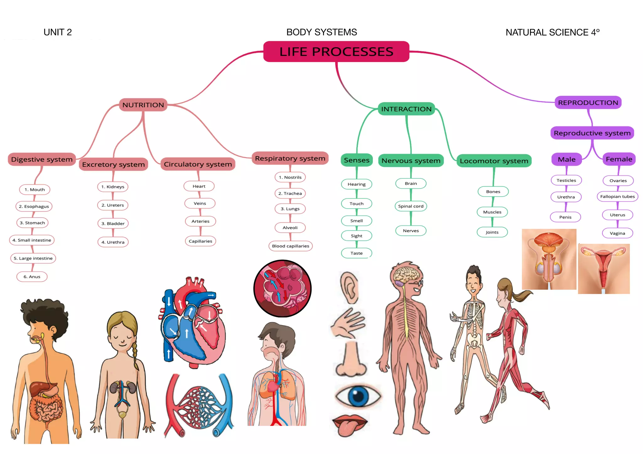 Mindmap unit 2 body systems | PDF