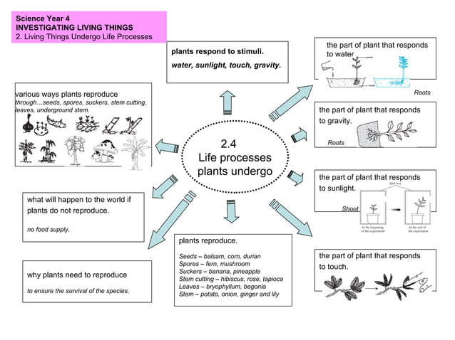 Mind map year 4 | PPT