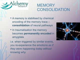 Mind, memory and mitochondria | PPTX | Brain and Nervous System ...