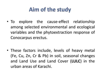 Phytoextraction response of conocarpus erectus | PPTX