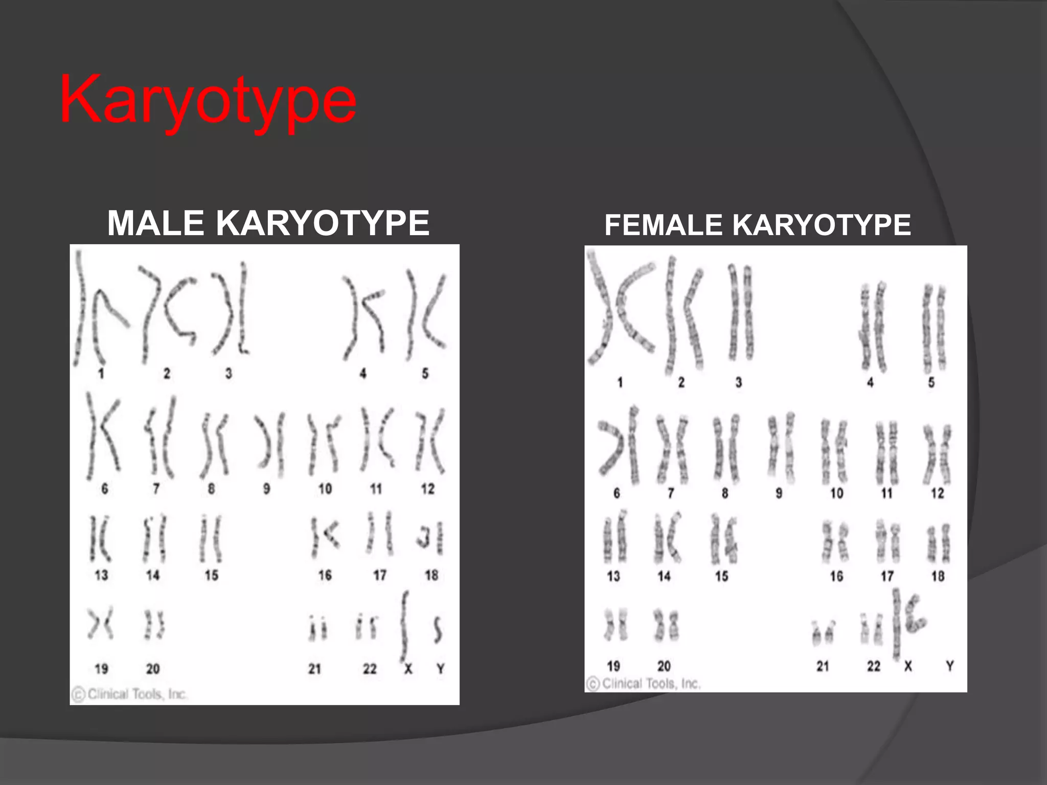 Karyotype &idiogram | PPTX