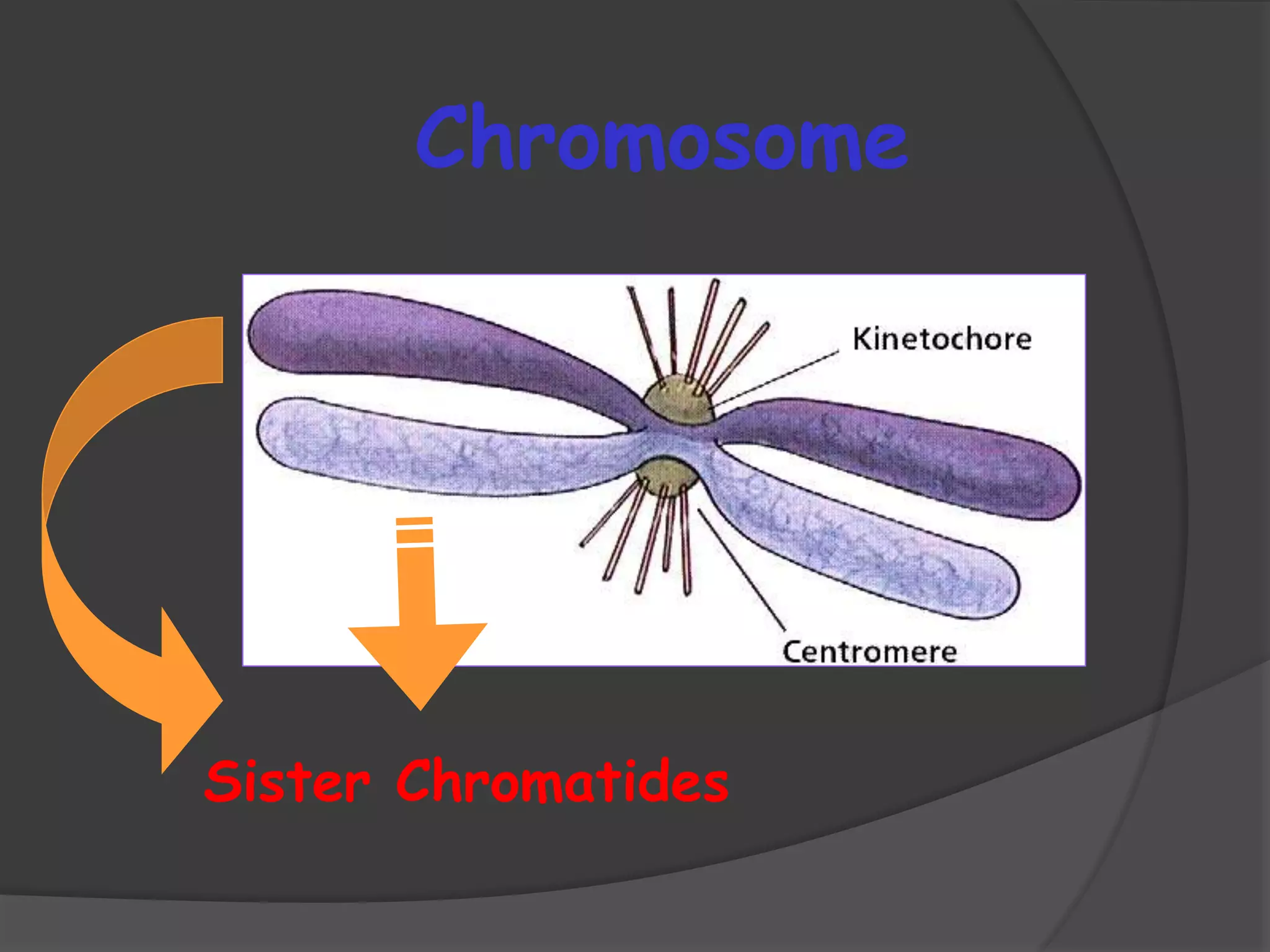 Karyotype &idiogram | PPTX