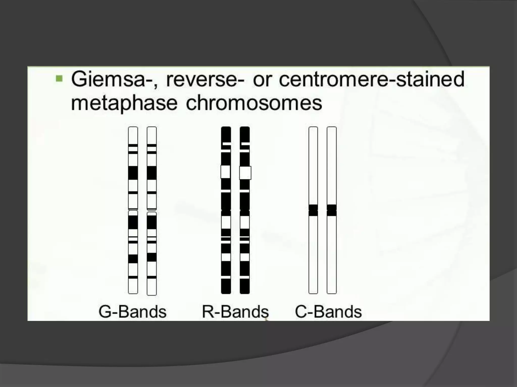 Karyotype &idiogram | PPTX
