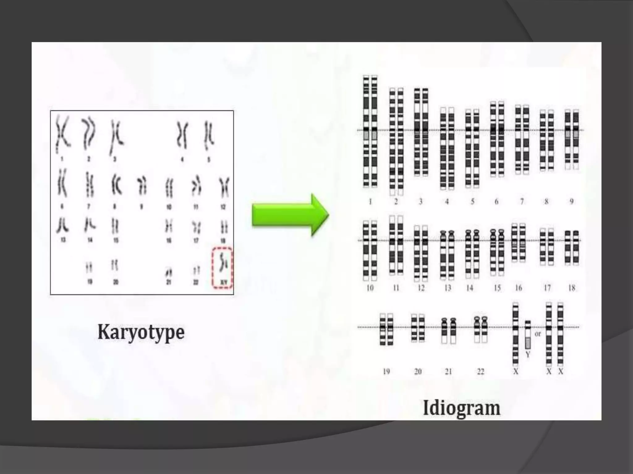 Karyotype &idiogram | PPTX
