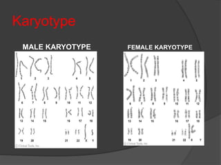 Karyotype &idiogram | PPTX